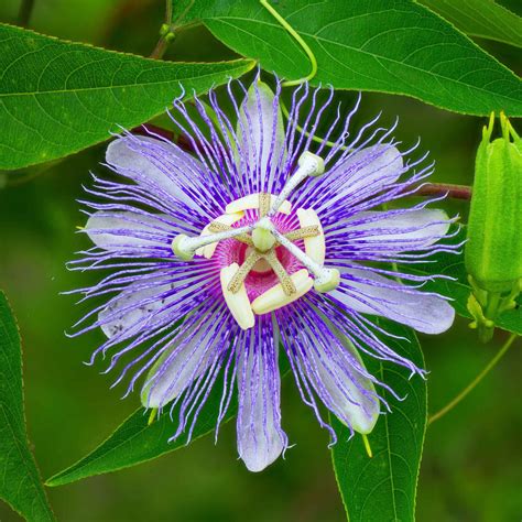Passiflora Seeds Purple Passion Flower Flower Seeds In Packets