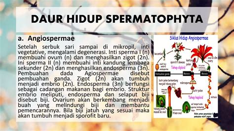 Biologi Tumbuhan Lumut Dan Paku Pakuan Pptx