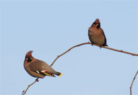 Bird Migration Gathering — Dan Puplett
