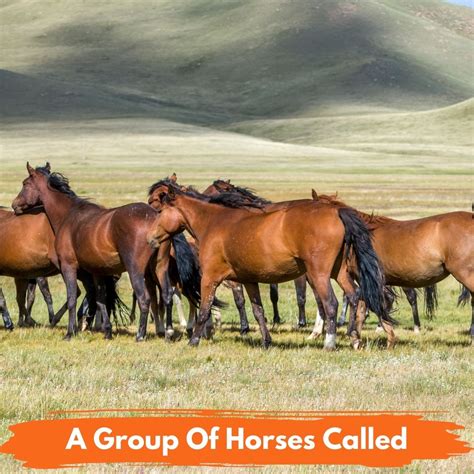 What Is A Pack Of Horses Called At Johnny Moe Blog