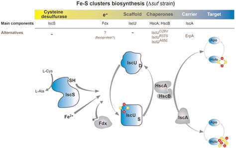 Molecular Microbiology Microbiology Journal Wiley Online Library
