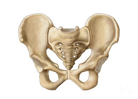 Pelvic Bone In Depth Diagram Quizlet