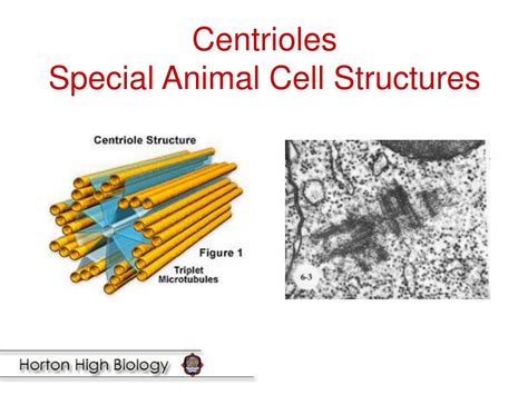 Ppt Cellular Structures Powerpoint Presentation Free Download Id