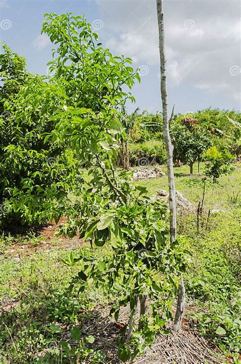 Small Mulberry Tree Stock Image Image Of Isolated Food 295903145