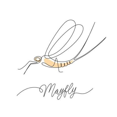 Continuous Line Drawing Mayfly Illustrationen Und Vektorgrafiken