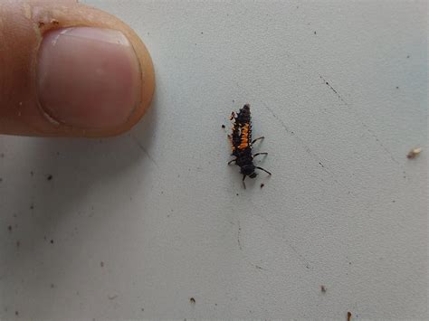 Keep Finding These Weird Bugs Around My House City Just Wondering What
