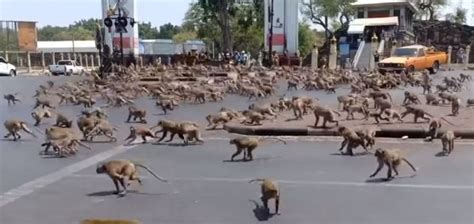 Mass Monkey Brawl Ensues In Thai City Streets Unexplained Mysteries