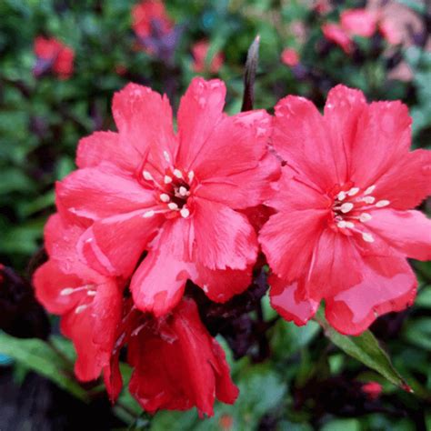 Lychnis