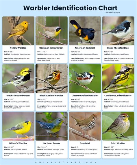 Warbler Identification Chart British And Eastern Types