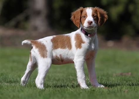 Brittany Puppies