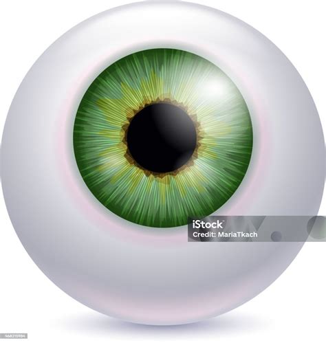 Pupil Iris Bola Mata Manusia Warna Hijau Ilustrasi Stok Unduh Gambar Sekarang 2015 Anatomi