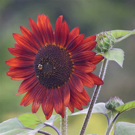 Red Sunflowers Cover Photo