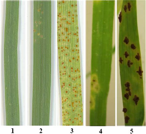 Seedling Leaf Rust And Stem Rust Responses Of Partial Amphiploids