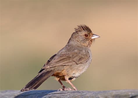 California Towhee San Diego Bird Spot