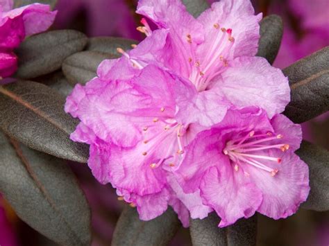 Rhododendron Pjm Campbells Nursery