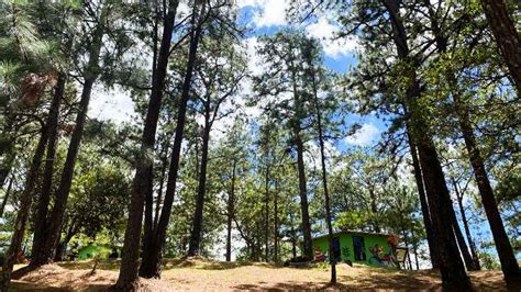 La Palma Un Refugio Para Deleitarse De La Naturaleza