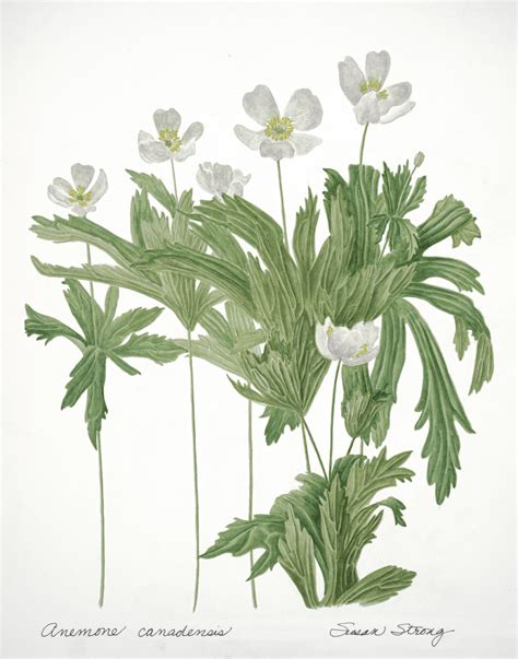 Anemone Canadensis Susan Strong Botanical Art