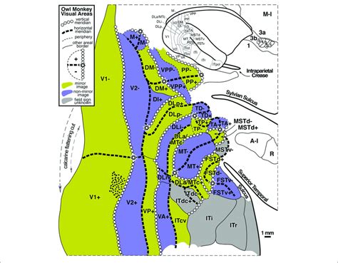 Owl Monkey Visual Areas Almost All Of The 24 Areas Shown Are