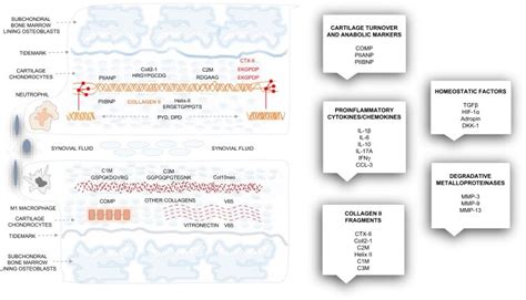 The Basic Structures Of The Cartilage Molecular Sources And Main