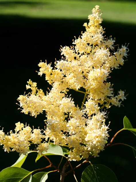 Syringa Blooms Signal Summers Arrival J Frank Schmidt And Son Co