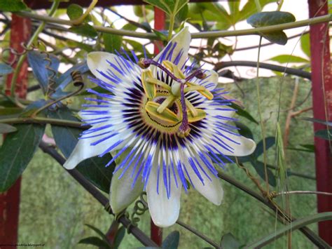 La Bellezza Di Un Fiore Di Passiflora