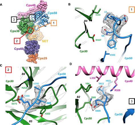 Structure And Conformational Dynamics Of A Compass Histone H3k4