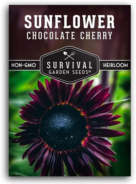 Sunflower Seeds Direct Sowing For A Sunny Garden Shuncy