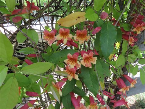 What Grows There Hugh Conlon Horticulturalist Garden Advisor And