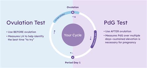 What Is A Pdg Test Pdg Test Strips Vs Ovulation Test For Getting Pregnant Proov