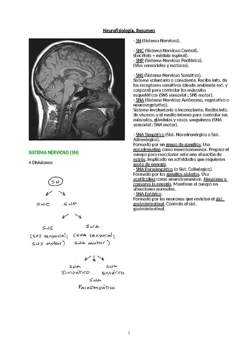 Resumen Anatomía Y Fisiología Del Sistema Nervioso Prof Cervino