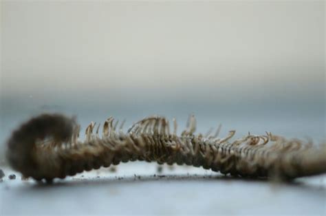 Macro Photography Of Dead Bug