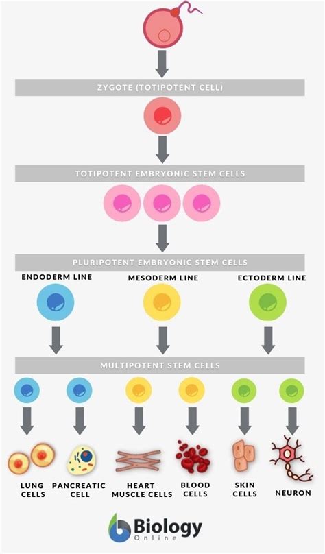 Totipotent Definition And Examples Biology Online Dictionary