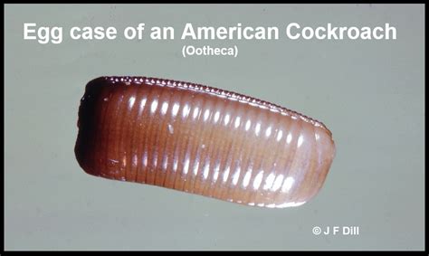 American Cockroach Home And Garden Ipm From Cooperative Extension