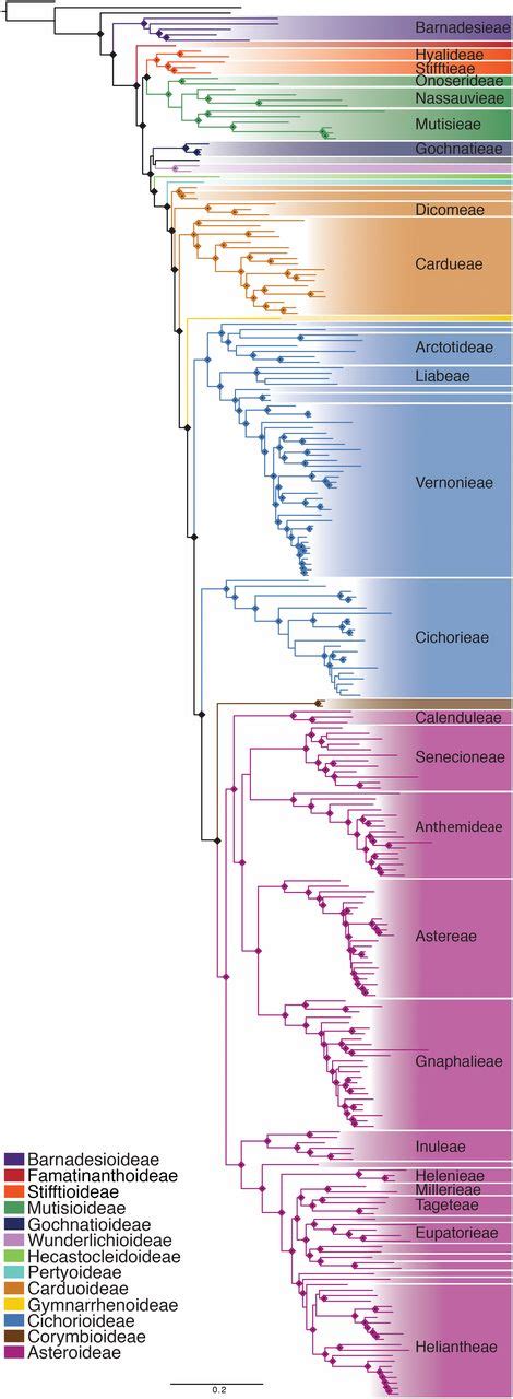 Asteraceae Plant Families