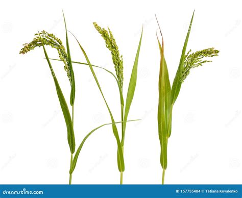 Panicum Panicgrass Is A Large Genus Of About 450 Species Of Grasses