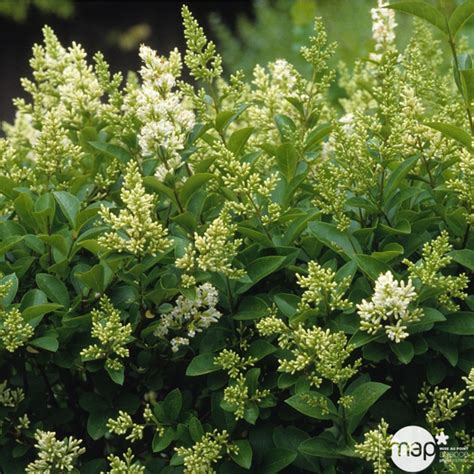 Ligustrum Japonicum H 80100 Cm Ctr 75 Litres Truffaut