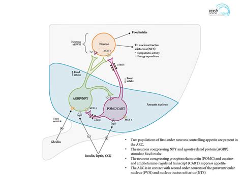 Obesity In Psychiatry Insights And Management Strategies