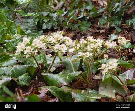 February Flowers Of The Creeping Woodland Perennial Chrysosplenium