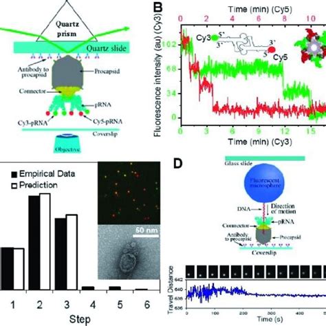 Single Molecule Studies On Bacteriophage Phi29 Dna Packaging Motor