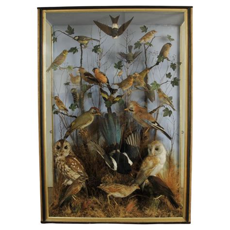 Taxidermy Collection Of Rollers Birds At 1stdibs