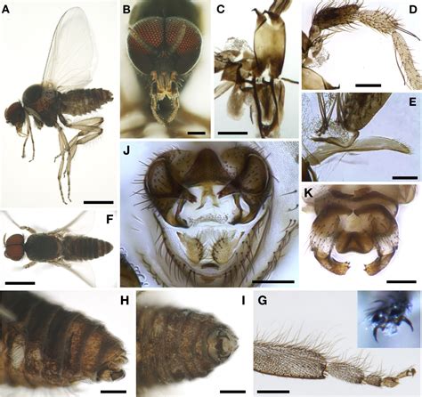 Figure 1 From First Record Of Adults Of Prosimulium And Twinnia