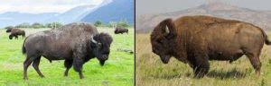 One Step In Understanding Canadas Iconic Wood Bison Livestock Gentec