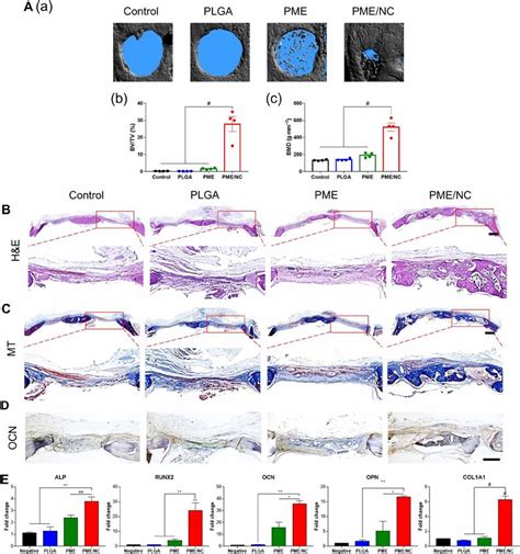 New Bone Formation After 8 Weeks Of Implantation In Vivo A