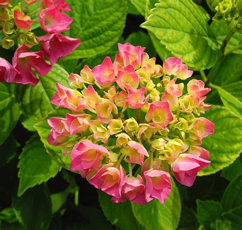 Hydrangea Flower Pink - Free photo on Pixabay - Pixabay
