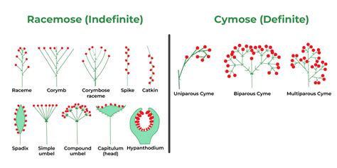 Ncert Solutions For Class 11 Biology Chapter 5 Morphology Of Flowering