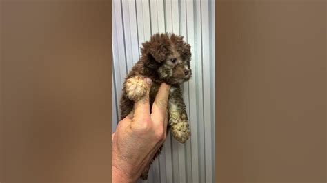 Coockapoo Choco Youtube