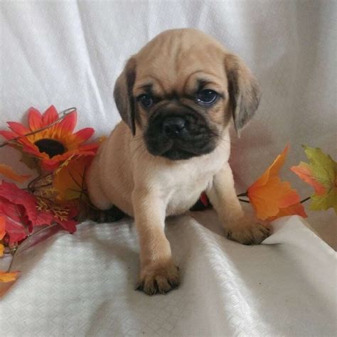 Cocker Pug Cocker Spaniel And Pug Mix Everything You Need To Know