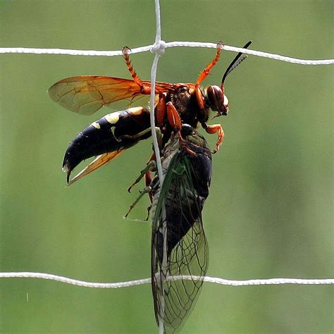 6 Most Common Viburnum Diseases And How To Treat Them