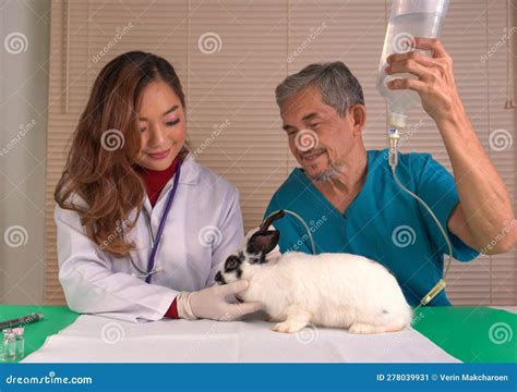 Veterinary Take Care And Treat Rabbit Sick Stock Image Image Of Helper Equipment 278039931