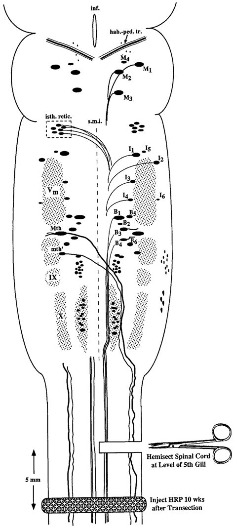 Experimental Diagram Of Hemisection Protocol Anatomical Landmarks The
